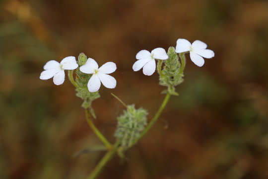 Dack - Images et vidéos libres de droits | Adobe Stock