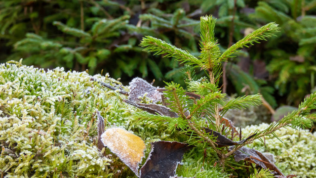 Spross bilder – Bläddra bland 2,209 stockfoton, vektorer och videor ...