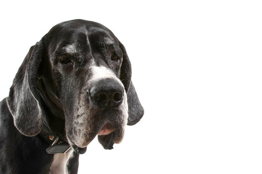 รูปภาพBoarhound – เลือกดูภาพถ่ายสต็อก เวกเตอร์ และวิดีโอ134 | Adobe Stock