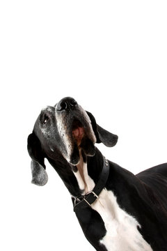 Boarhound-Bilder: Stock-Fotos & -Videos. | Adobe Stock