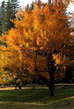 Larice Bilder – Durchsuchen 2,117 Archivfotos, Vektorgrafiken und ...