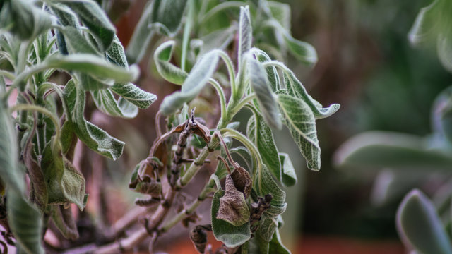 Secarse Images – Browse 55 Stock Photos, Vectors, and Video | Adobe Stock