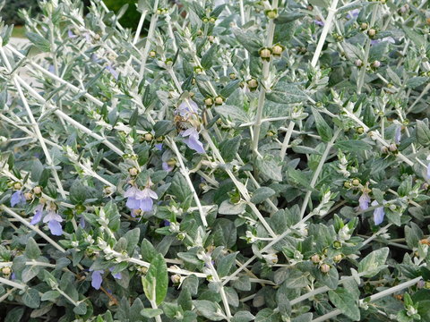 รูปภาพTeucrium – เลือกดูภาพถ่ายสต็อก เวกเตอร์ และวิดีโอ3,278 | Adobe Stock