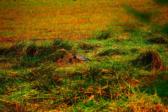 Trinath photos, images, assets | Adobe Stock