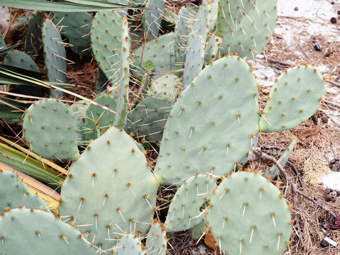 Cladophyll bilder – Bläddra bland 679 stockfoton, vektorer och videor ...
