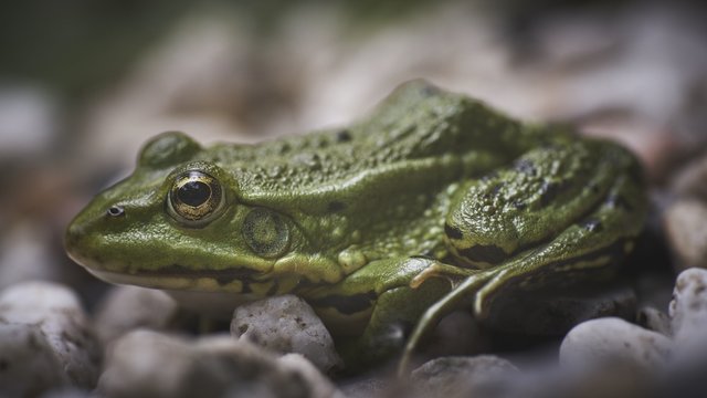 Hoptoad Bilder – Durchsuchen 551 Archivfotos, Vektorgrafiken und Videos ...