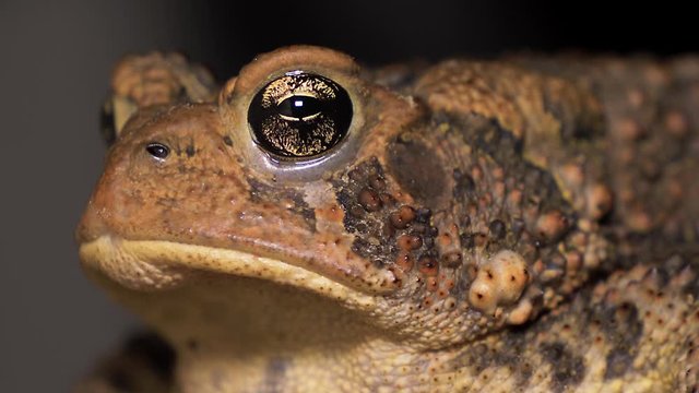 Toad Images – Browse 319,784 Stock Photos, Vectors, and Video | Adobe Stock
