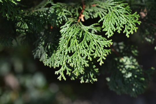 รูปภาพHinoki – เลือกดูภาพถ่ายสต็อก เวกเตอร์ และวิดีโอ8,298 | Adobe Stock