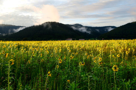 รูปภาพCloudshape – เลือกดูภาพถ่ายสต็อก เวกเตอร์ และวิดีโอ837 | Adobe Stock