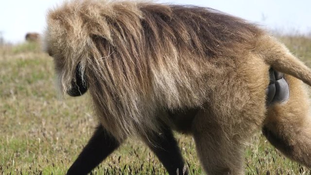 Graminivore Bilder – Durchsuchen 176 Archivfotos, Vektorgrafiken und ...