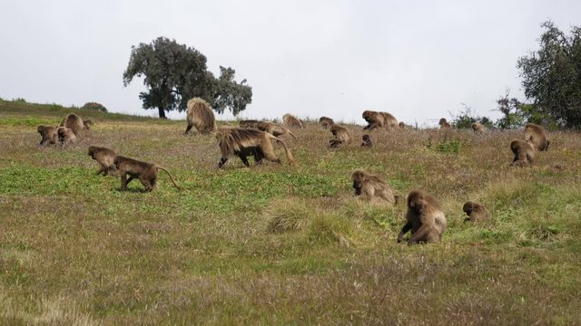 Graminivore bilder – Bläddra bland 177 stockfoton, vektorer och videor ...