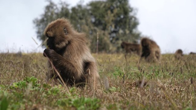 Graminivore Bilder – Durchsuchen 176 Archivfotos, Vektorgrafiken und ...
