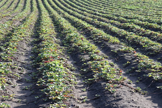 Monocropping Bilder – Durchsuchen 360 Archivfotos, Vektorgrafiken und ...