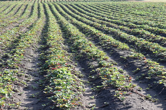 Monocropping Bilder – Durchsuchen 360 Archivfotos, Vektorgrafiken und ...