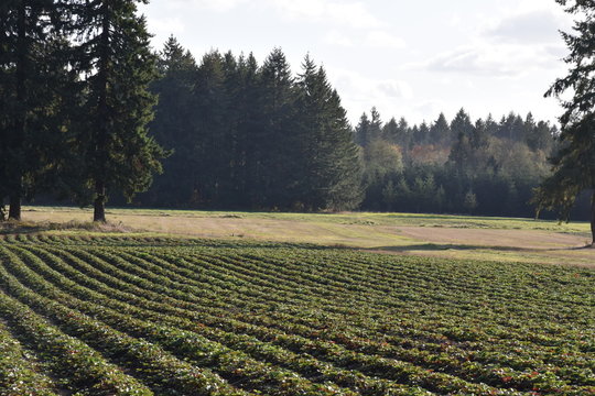 Monocropping Bilder – Durchsuchen 360 Archivfotos, Vektorgrafiken und ...