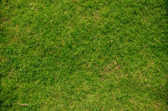 Zacate 이미지 – 찾아보기 105 스톡 사진, 벡터 및 비디오 | Adobe Stock