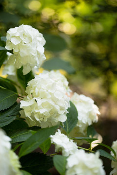 Fomin Images – Browse 42 Stock Photos, Vectors, and Video | Adobe Stock