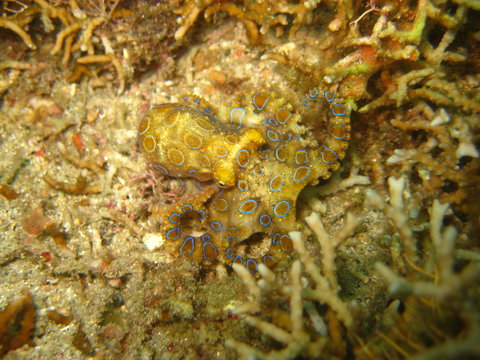 Blauring-Oktopus Images – Browse 21 Stock Photos, Vectors, and Video ...