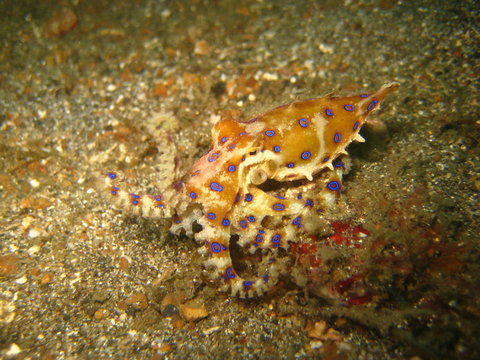 รูปภาพBlauring-Oktopus – เลือกดูภาพถ่ายสต็อก เวกเตอร์ และวิดีโอ21 ...