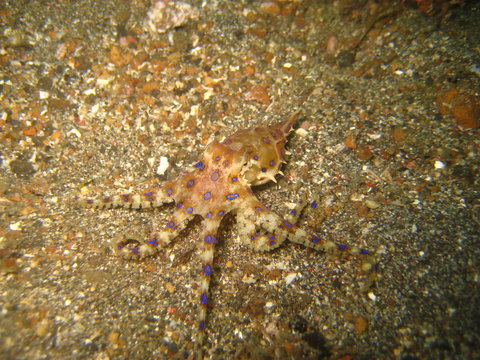 Blauring-Oktopus Images – Browse 19 Stock Photos, Vectors, and Video ...