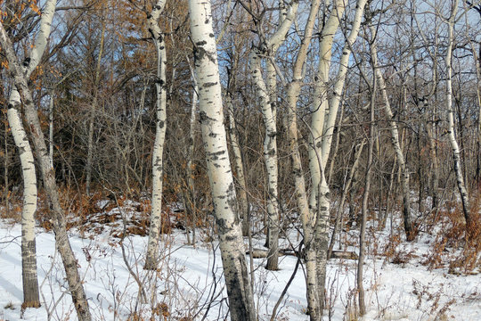Abedules Abedul Birch Hi Res Stock Photography And Images Alamy