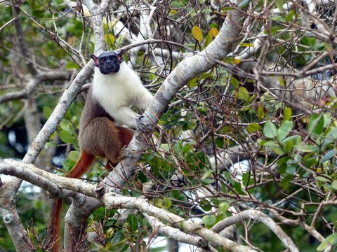 859 IMAGES, PHOTOS ET ILLUSTRATIONS VECTORIELLES STOCK APPROPRIÉES SUR ...