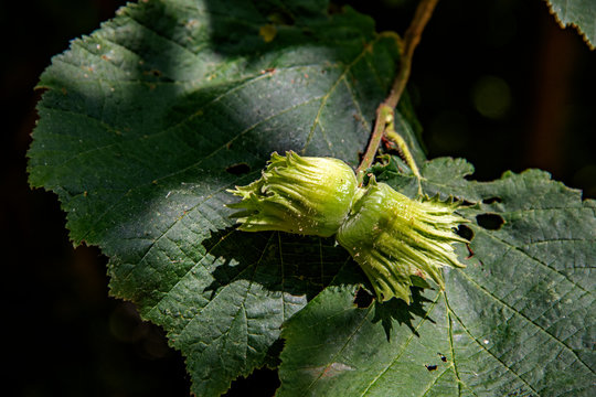 Haselnussblatt Bilder – Durchsuchen 1,249 Archivfotos, Vektorgrafiken ...