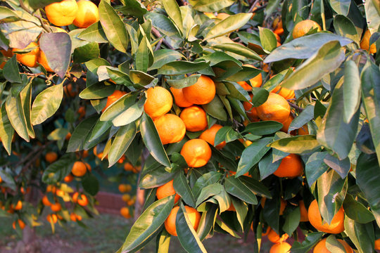 "Mandarin Plant" Bilder – Durchsuchen 291 Archivfotos, Vektorgrafiken ...