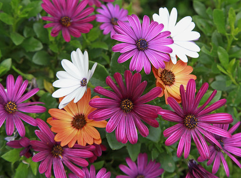 Imagens de Dimorphotheca – Explore Fotografias do Stock, Vetores e ...