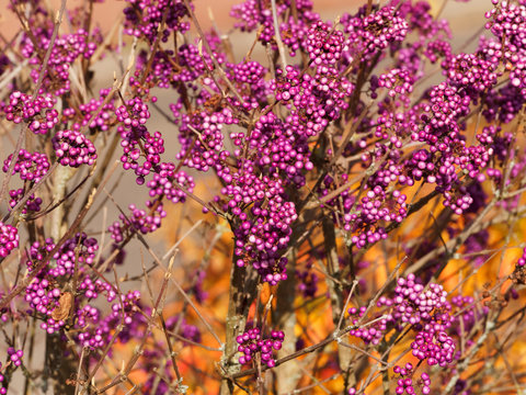 Berren Bilder – Durchsuchen 132 Archivfotos, Vektorgrafiken und Videos ...