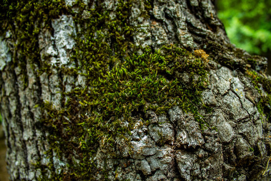 Obrázky Muschio – procházejte fotografie, vektory a videa 11,208 ...