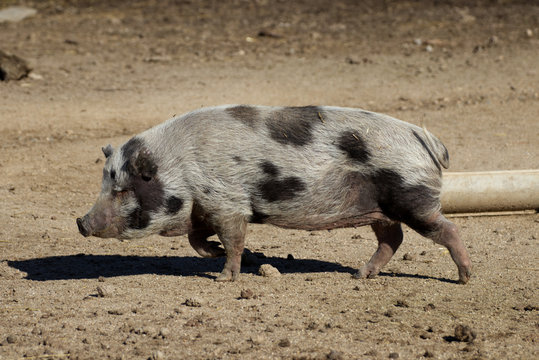 "Spotted Pig" Images – Browse 34 Stock Photos, Vectors, and Video ...