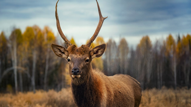 รูปภาพMaral – เลือกดูภาพถ่ายสต็อก เวกเตอร์ และวิดีโอ3,429 | Adobe Stock