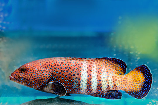 รูปภาพ"Spot Fish" – เลือกดูภาพถ่ายสต็อก เวกเตอร์ และวิดีโอ541 | Adobe Stock