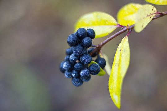Wildbeeren Images – Parcourir 609 le catalogue de photos, vecteurs et ...