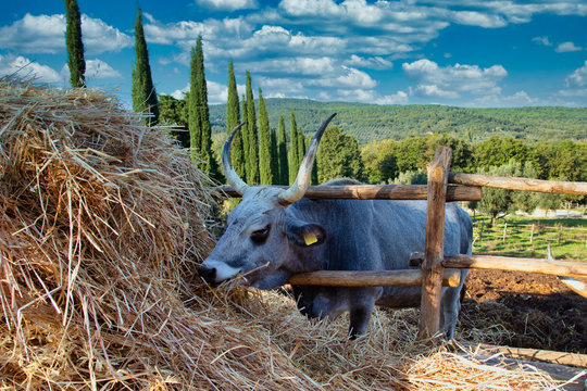 Maremmana Immagini - Sfoglia 498 foto, vettoriali e video Stock | Adobe ...