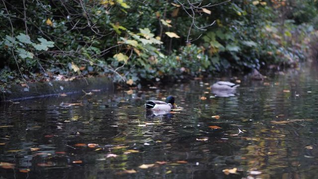 Moosthenning Bilder – Durchsuchen 83 Archivfotos, Vektorgrafiken und ...