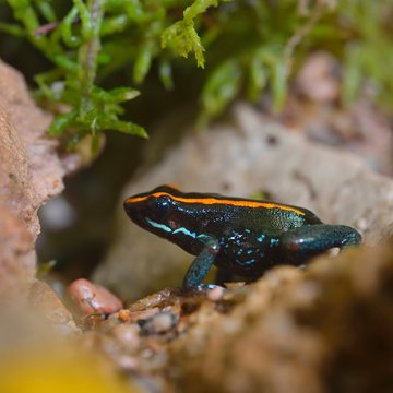 「Vitatus」の写真素材 | 10件の無料イラスト画像 | Adobe Stock