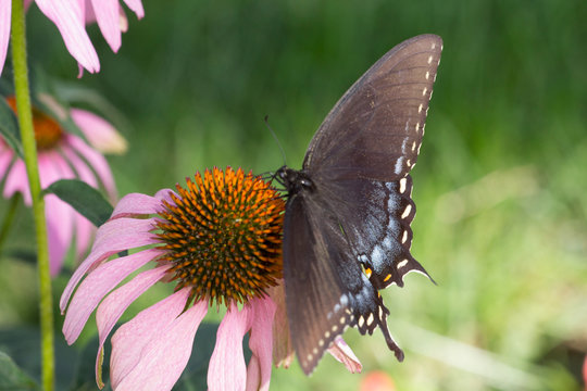 รูปภาพPapilo – เลือกดูภาพถ่ายสต็อก เวกเตอร์ และวิดีโอ235 | Adobe Stock