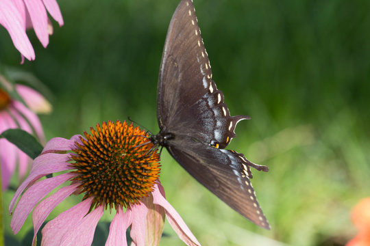 รูปภาพPapilo – เลือกดูภาพถ่ายสต็อก เวกเตอร์ และวิดีโอ235 | Adobe Stock