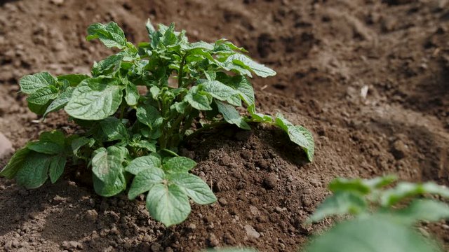 "Potato Weed" Images – Browse 254 Stock Photos, Vectors, and Video ...