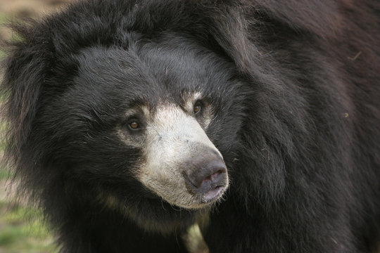 "Melursus Ursinus" bilder – Bläddra bland 1,646 stockfoton, vektorer ...