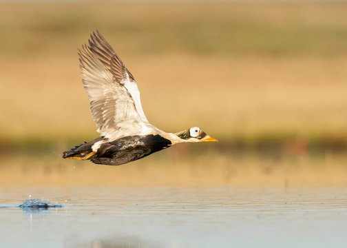 Spectacled Eider In Flight