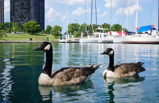Mastgans Bilder – Durchsuchen 447 Archivfotos, Vektorgrafiken und ...