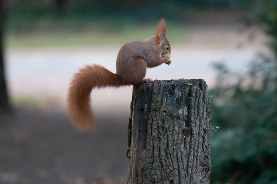 รูปภาพSchwanz – เลือกดูภาพถ่ายสต็อก เวกเตอร์ และวิดีโอ16,613 | Adobe Stock