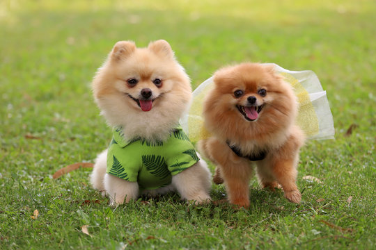 What Breed Dog Is Boo