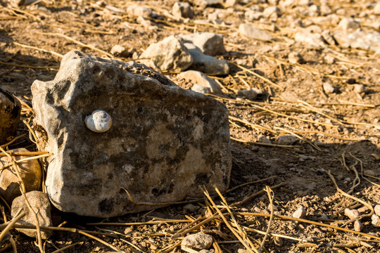 Snil Images – Browse 3 Stock Photos, Vectors, and Video | Adobe Stock