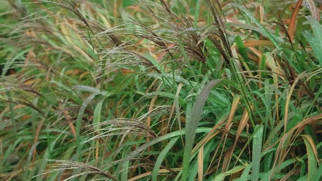 Arrowgrass Images – Browse 32 Stock Photos, Vectors, and Video | Adobe ...