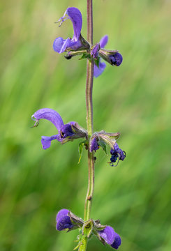 รูปภาพ"Fiori Viola" – เลือกดูภาพถ่ายสต็อก เวกเตอร์ และวิดีโอ207 | Adobe ...
