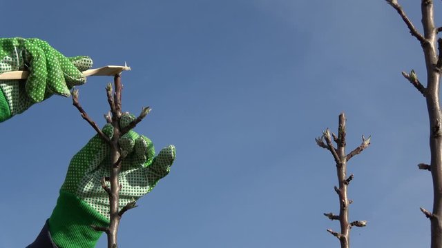 "Young Apple Tree" Images – Browse 76 Stock Photos, Vectors, and Video ...